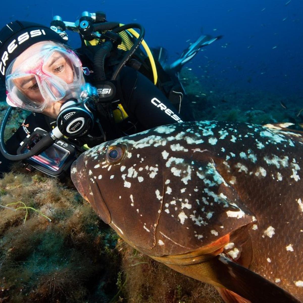 Balade en mer et grottes marines | Office de Tourisme de Bonifacio ...